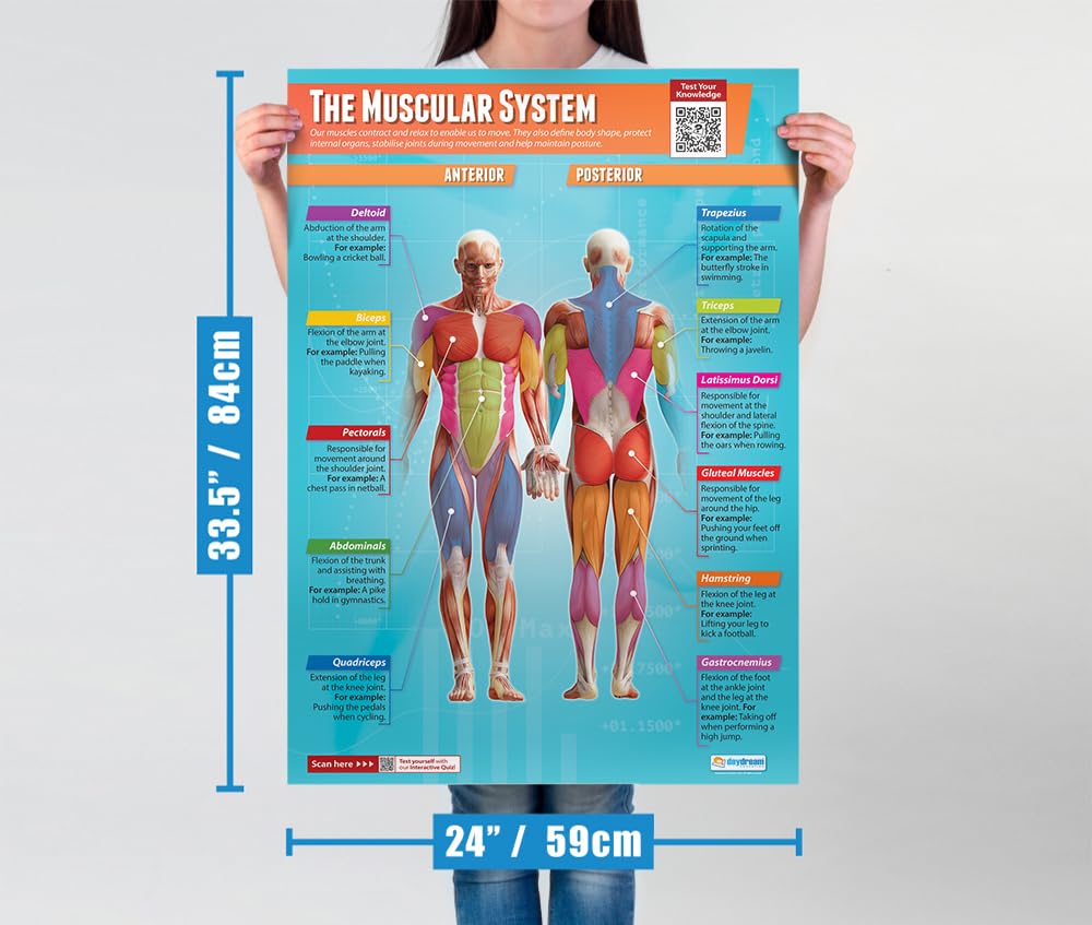 Mua Applied Anatomy & Physiology Posters - Set of 9 - PE Posters ...