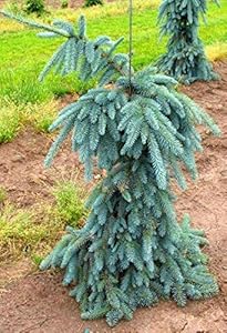 Amazon.com : WEEPING COLORADO BLUE SPRUCE - Picea pungens 'The Blues ...