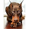 Amazon.com: 1000 Pieces Jigsaw Puzzles Toys Funny Doberman Dog ...