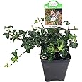 Amazon.com: Miniature Abundance English Ivy - 2.5" Pot - Terrarium ...