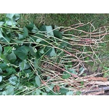 Amazon.com : 10 Live Bare Root Fish Mint Houttuynia Cordata Asian Herb ...