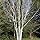 Betula utilis 'Snow Queen' | Snow Queen Birch | Ornamental Garden Tree ...