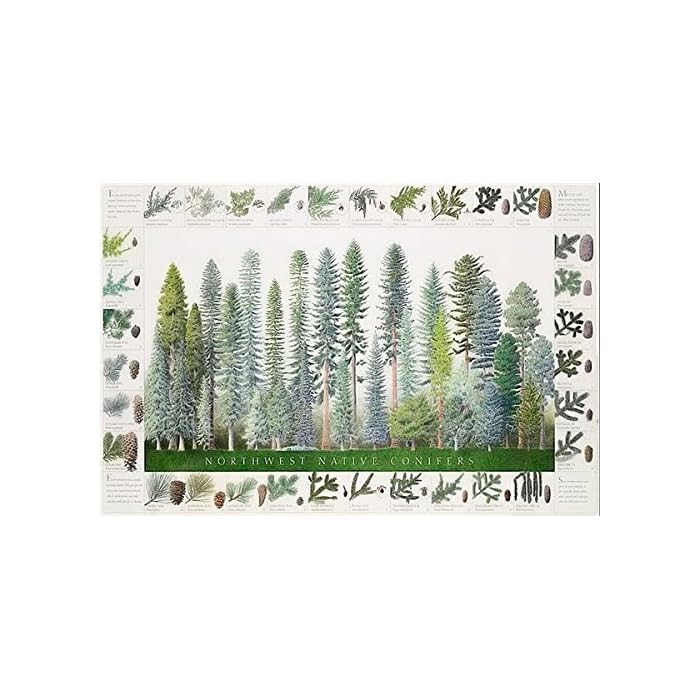 Buy Northwest Native Conifers Poster and Identification Chart Online at ...