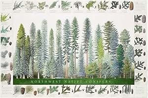 Amazon.com: Northwest Native Conifers Poster and Identification Chart ...