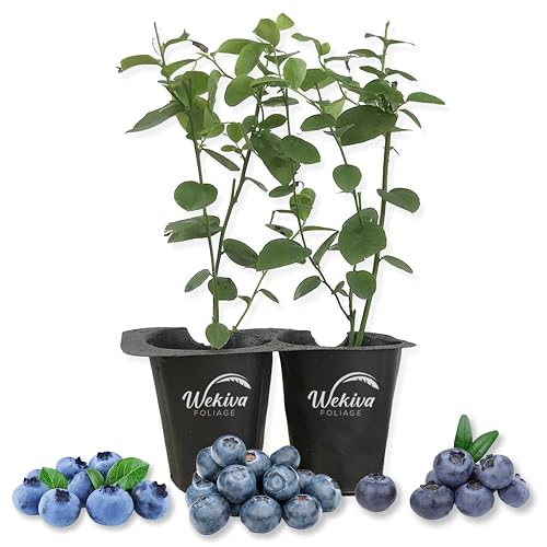 Blueberry Variety Pack - 2 Live Tissue Culture Starter Plants - Fruit ...