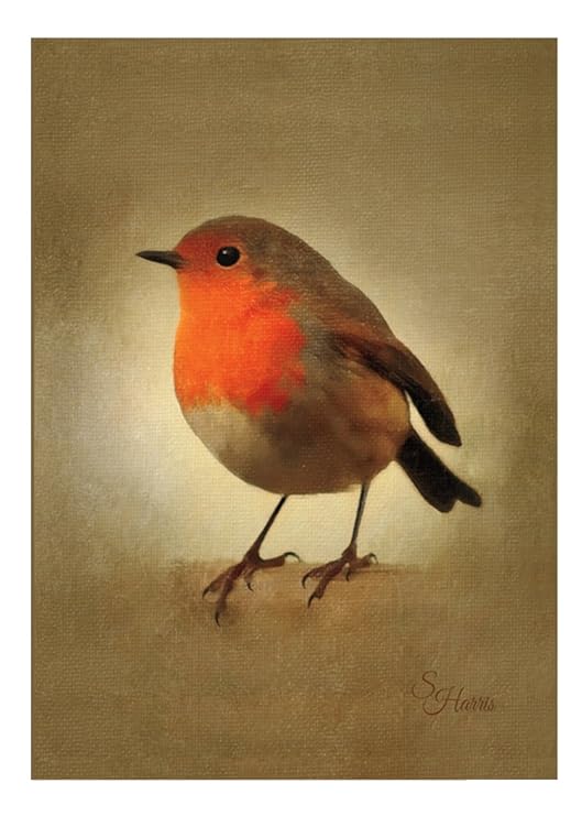 Vintage Robin Christmas Cards - Pack Of Ten - One design: Amazon.co.uk ...