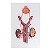 Human Urinary System Relief Model, Ureter Bladder Urethra Kidney ...