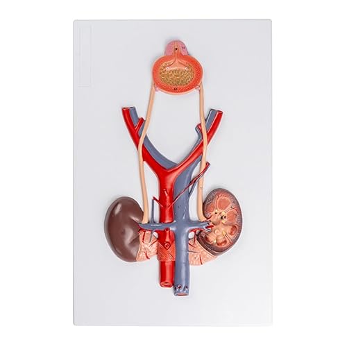 Human Urinary System Relief Model, Ureter Bladder Urethra Kidney ...