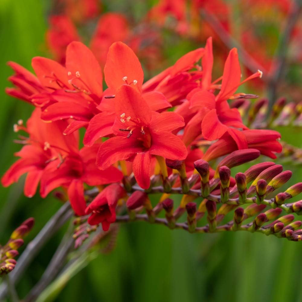 Crocosmia Lucifer Fiery Red Trumpets 10 Bulbs by Thompson and Morgan ...