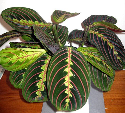 Maranta (plant) - Alchetron, The Free Social Encyclopedia