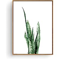 Amazon.com: Botanical Green Succulent Plant Canvas Framed Wall Art ...