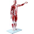 Amazon.com : breesky Human Muscle and Organ Model, 27-Part Half Life ...
