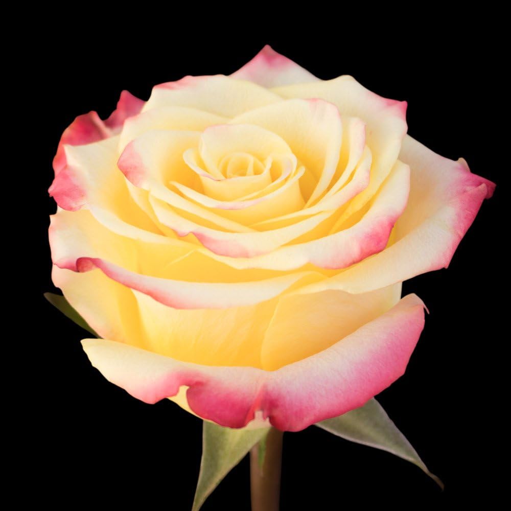 Amazon.com : 50 Bicolor Roses - High and Flame Variety - XXL Blooms ...