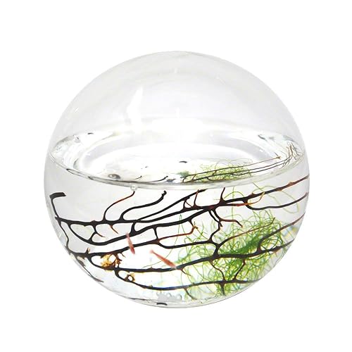 EcoSphere Closed Aquatic Ecosystem, Small Sphere in Kenya | Whizz Aquariums