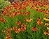 Amazon.com: Outsidepride Helenium Autumnale - 2000 Seeds: Garden & Outdoor