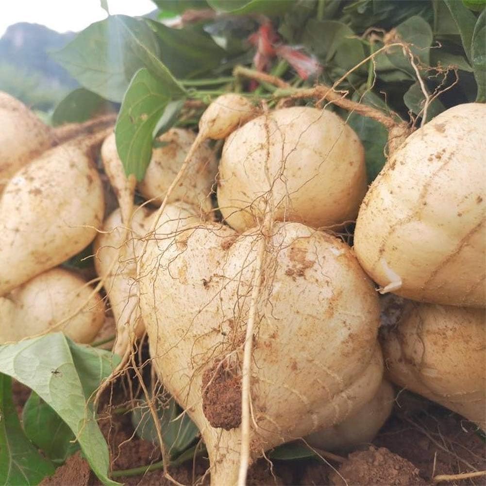 Jicama Seeds 15g About 50+ Organic Sweet Yam Bean Mexican Turnip ...