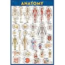 Anatomy-Laminated: 9781423220770: Medicine & Health Science Books ...