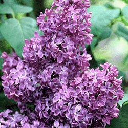 Syringa vulgaris 'Ruhm von Horstenstein' 19cm Pot Size: Amazon.co.uk ...