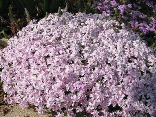 Best Fast Growing Ground Cover For Slopes - Top Picks - Gardening Dream