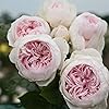 Heirloom Roses Earth Angel Rose Plant - Parfuma® Earth Angel Pink ...