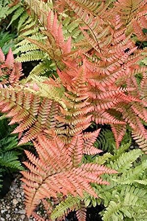 Dryopteris Erythrosora Prolifica Fern in a 13cm Pot. Copper Shield Fern ...