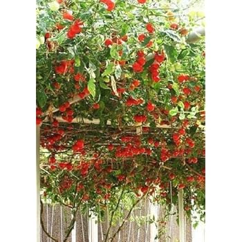 Amazon.com : Heirloom NON GMO Giant Italian Tomato Tree 25 Seeds ...
