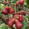 Amazon.com : Red Rose Apple Tree Plant, Sweet Wax Apple Fruit Tree, 2 ...