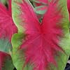 Florida Cardinal Caladium Bulb - Fancy Leaf Caladium - 1 Caladium Root ...