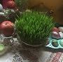 Amazon.com : Sadaf Unpelted Wheat - Sabzeh Sprouting Wheat - Germinado ...