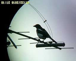 Seben Big Boss 1400-150 EQ3 Reflector Telescope "Big: Amazon.co.uk ...