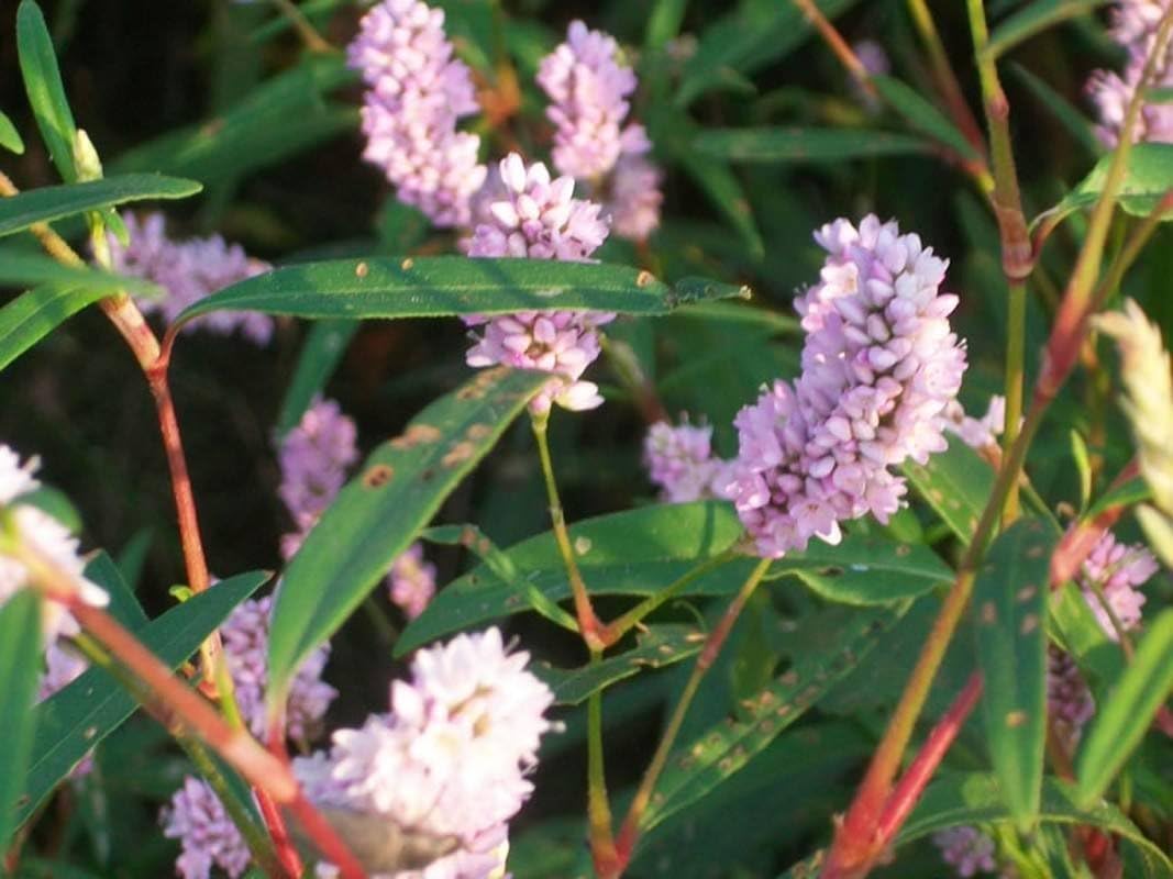 Amazon.com : 50 Seeds Pennsylvania Smartweed - Pinkweed : Garden & Outdoor