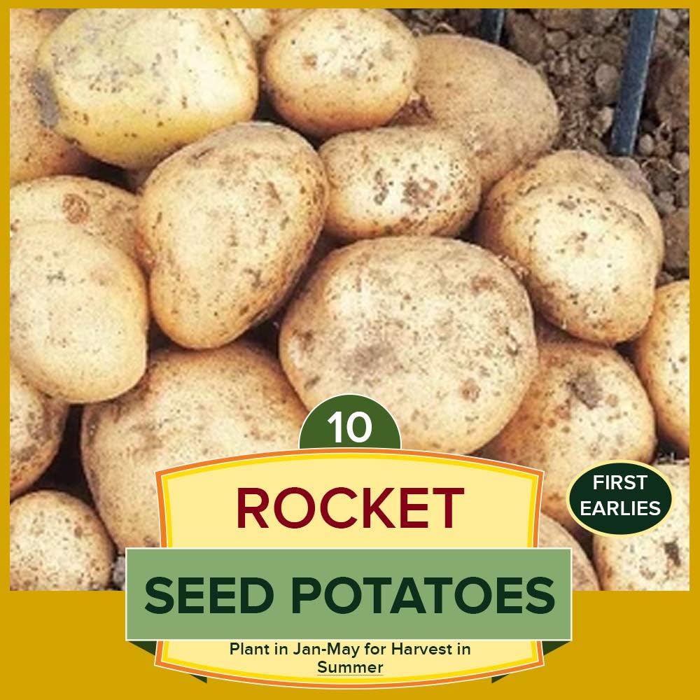 10 Pcs Seed Potato Rockets- Heavy Cropping Variety with White Flesh ...