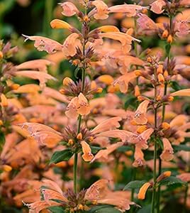 11 Fragrant Perennial Flowers For The Perfect Scented Garden