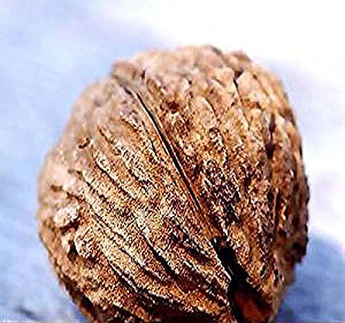 Black Walnut Tree Seeds, Juglans Nigra - Northern - Hardy to Zone 5 ...