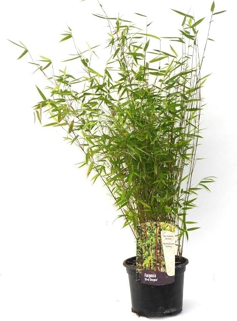 Red Dragon Bamboo. Bamboo Fargesia 50/60cm excluding Pot. Ideal for ...