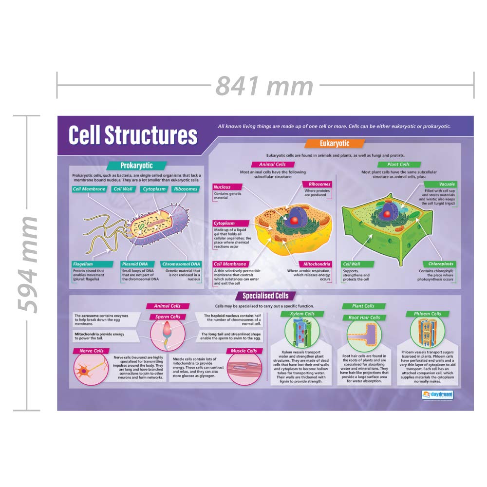 Cell Structures | Science Posters | Gloss Paper measuring 850mm x 594mm ...