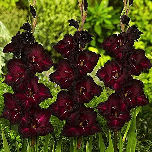 سعر 10pcs Donkerrode Gladiolen Bollen Speciale Vorm Vaste Plant Can Be ...