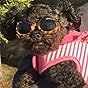 Amazon.com : Doggles ILS Medium Leopard and Smoke Lens : Pet Sunglasses ...