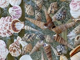 Amazon.com: Sea Shells Mixed Beach Seashells - Various Sizes up to 2 ...