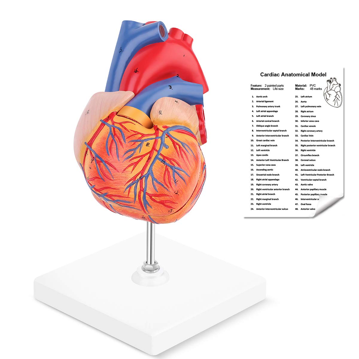 RONTEN Human Heart Model, 2-Part Life Size Anatomically Accurate ...