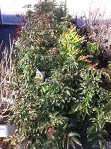 Amazon.com : Compact Oregon Grape Holly (Mahonia aquifolium 'Compacta ...