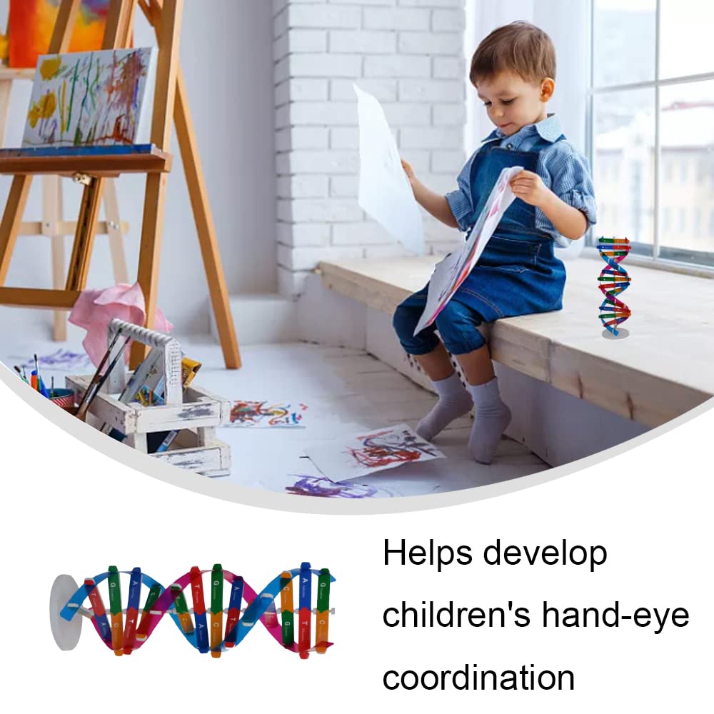 Mua DHinkyoung DNA Model Double Helix Model Component Human Genes DNA ...