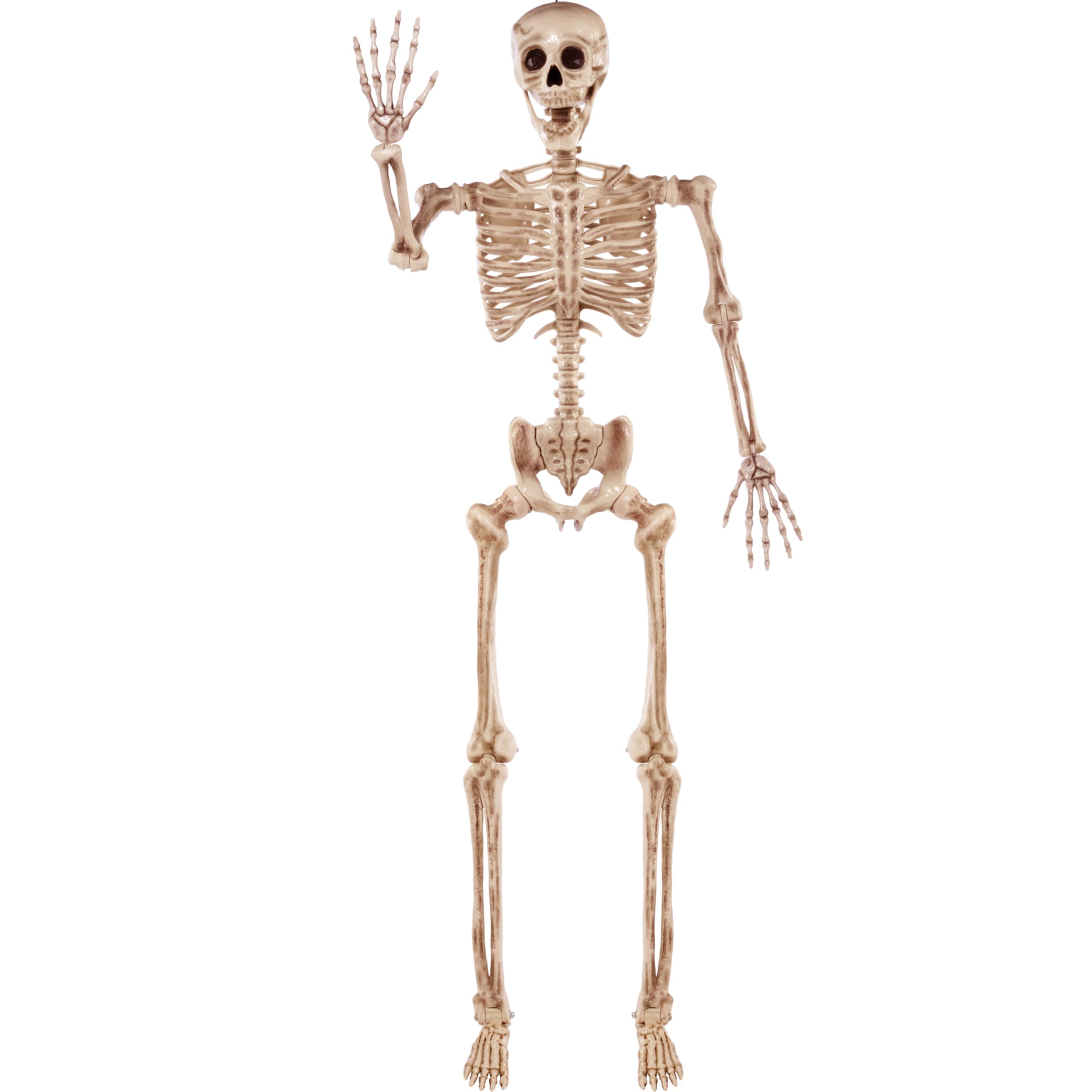 Mua JOYIN 5.6 FT Halloween Posable Life Size Skeleton, Full Body ...