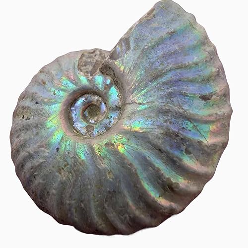 Silver Iridescent Ammonite Fossil! 110 Million Years Old! Real ...