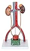 WYNSJDBB anatomy Human Urinary System Model Kidney Ureter Vesicle ...