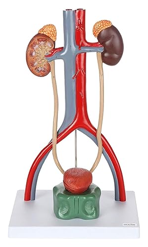 WYNSJDBB anatomy Human Urinary System Model Kidney Ureter Vesicle ...