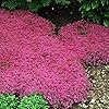 Outsidepride Perennial Thymus Serpyllum Magic Carpet Dwarf Creeping ...
