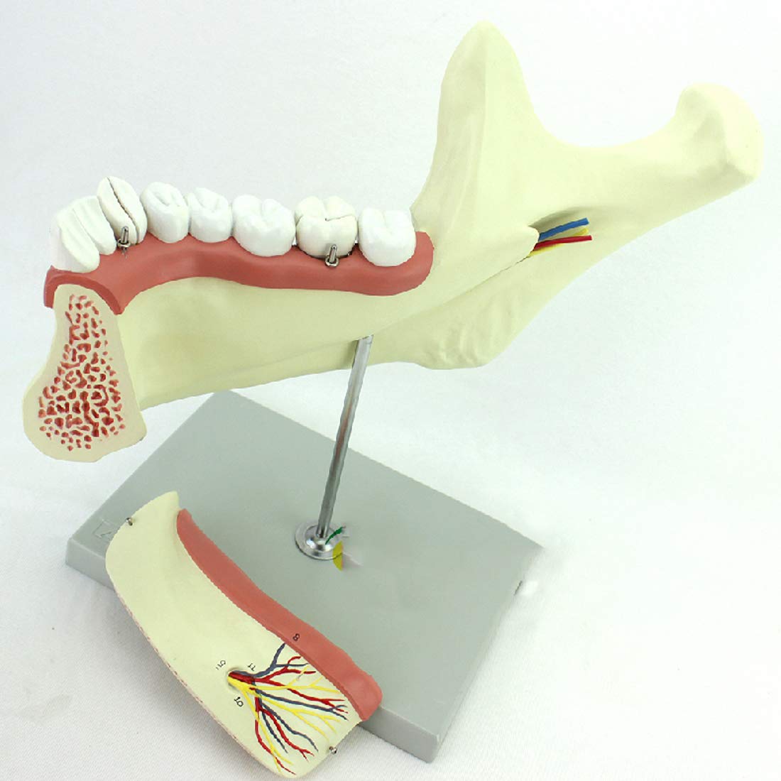 Buy CPY-EX Oral Anatomy Teaching of Anatomical Model of Mandibular ...