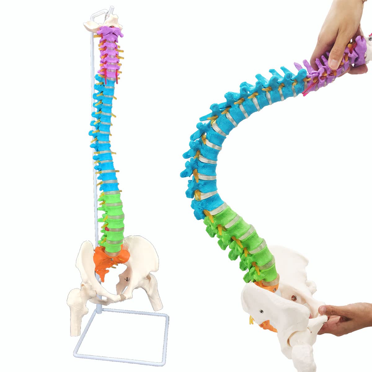 Mua Veipho Spine Model, Spine Models for Chiropractors, Spine Model ...