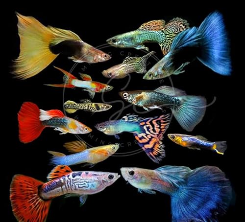 Swimming Creatures 5 Assorted Rare Guppy Live Tropical Freshwater ...